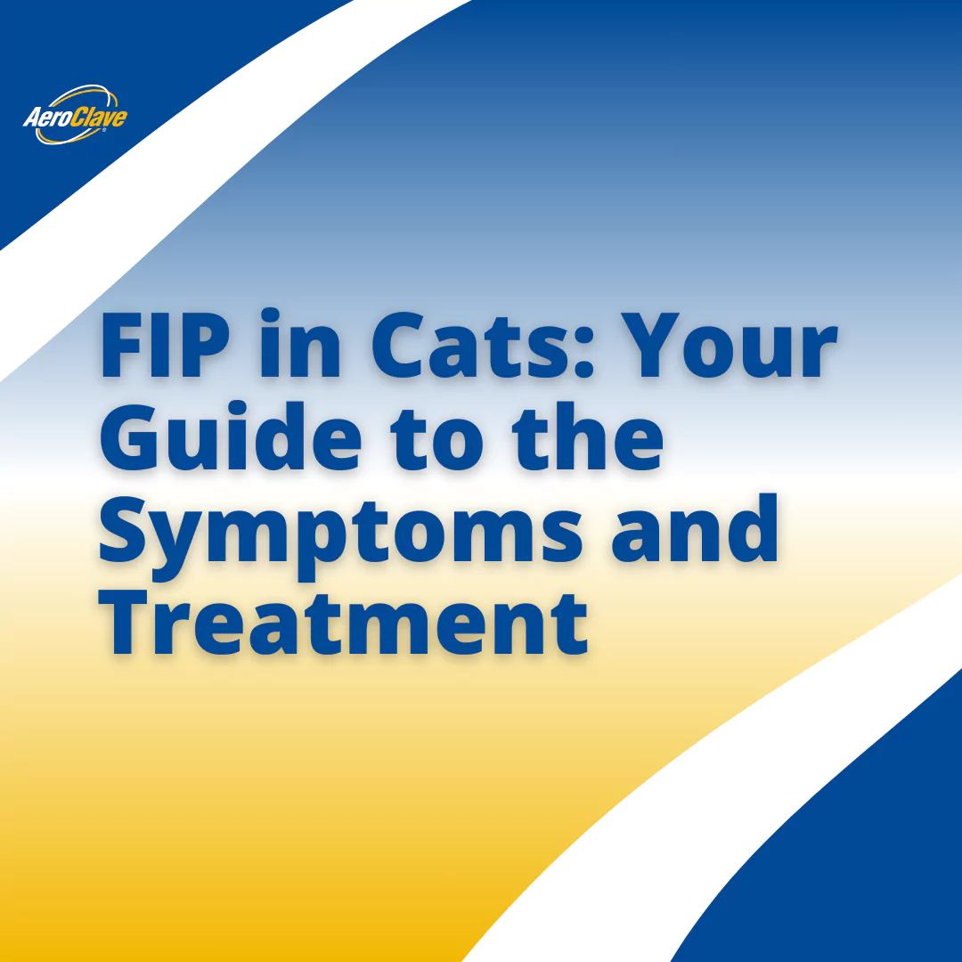 FIP in Cats: Understanding the Disease and Symptoms